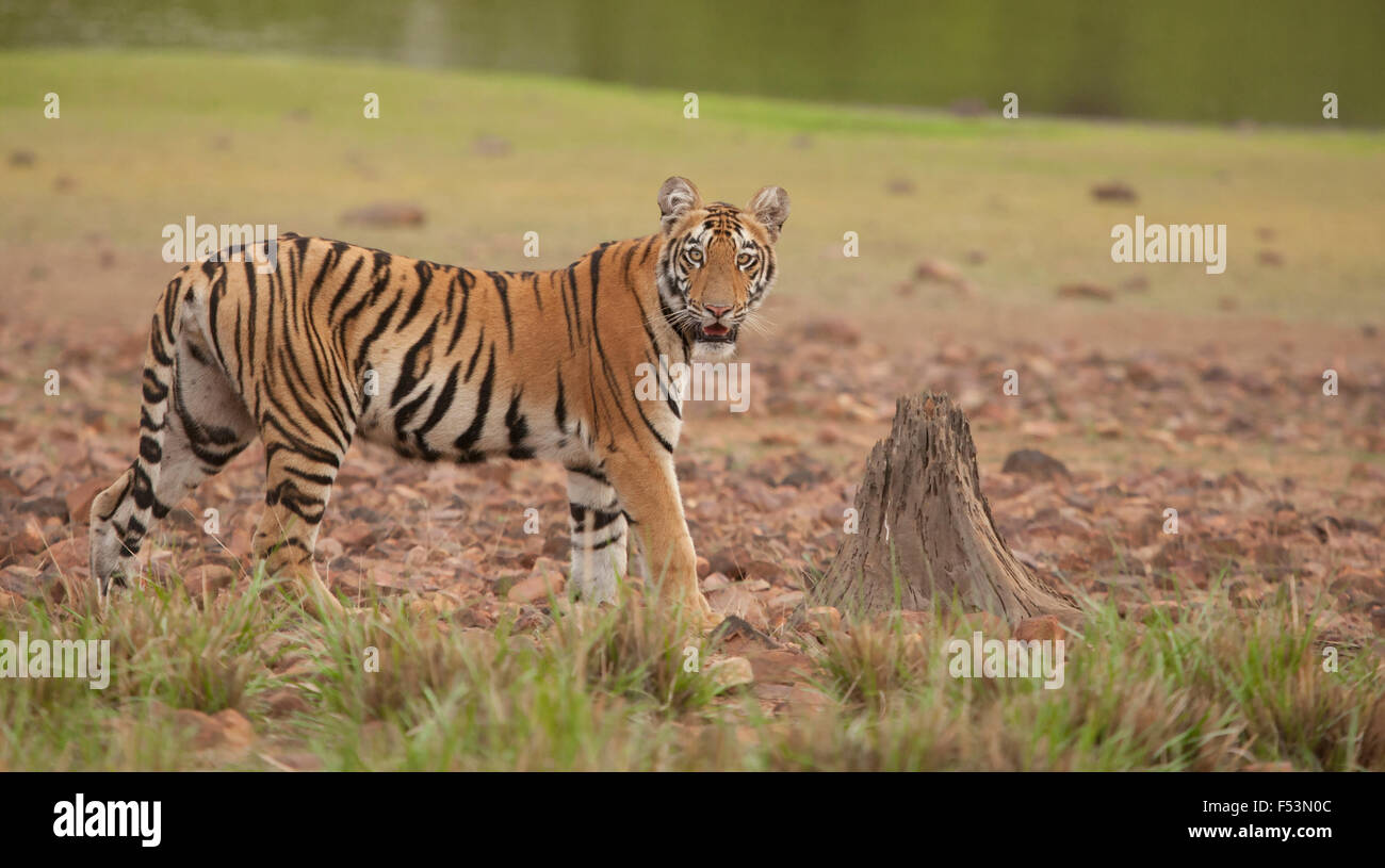Tiger by lake front looking at you with a dried tree stump adding to ...