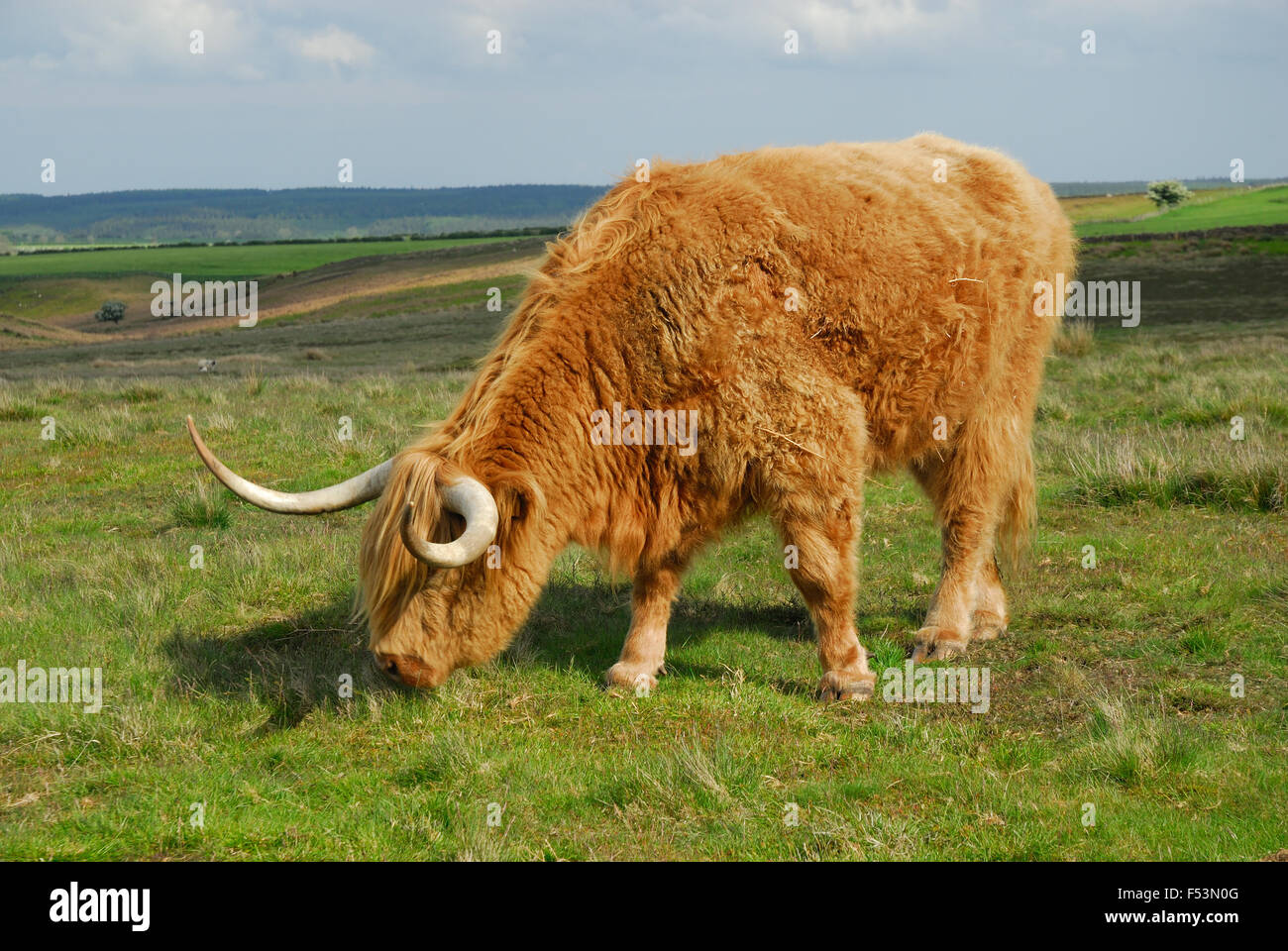 Highland cow grazing on open moorland Stock Photo - Alamy