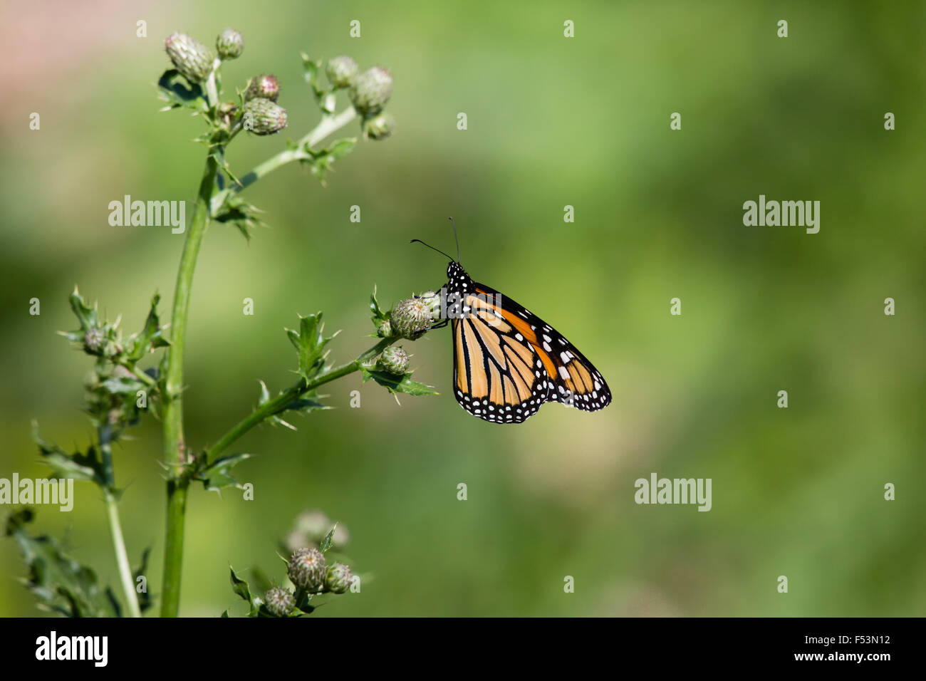 Adult monarch butterfly hi-res stock photography and images - Alamy
