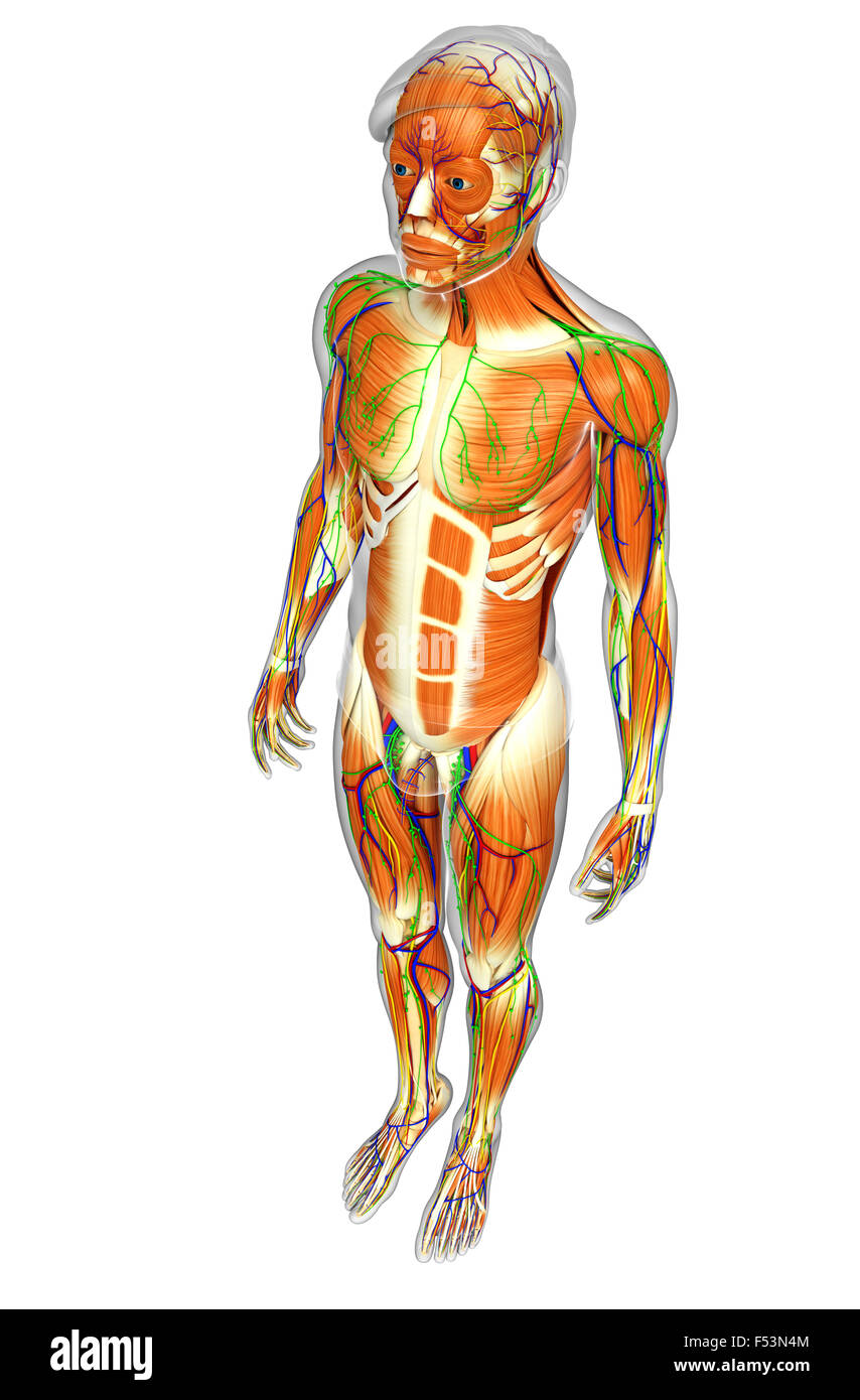 3d rendered illustration of human body anatomy Stock Photo - Alamy