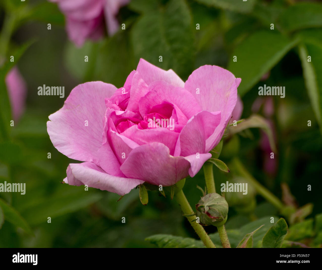 Guiche hi-res stock photography and images - Alamy