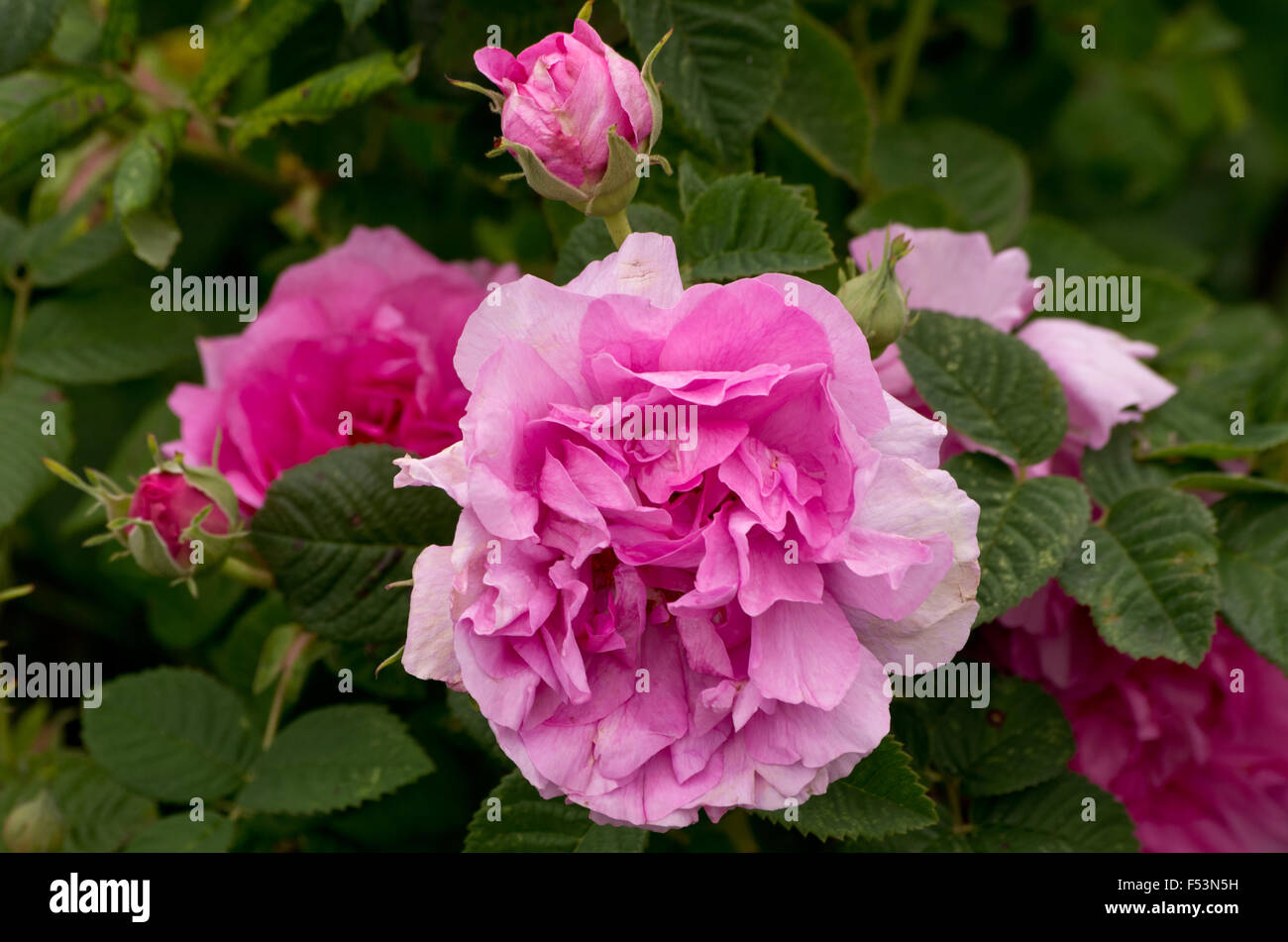 Guiche hi-res stock photography and images - Alamy