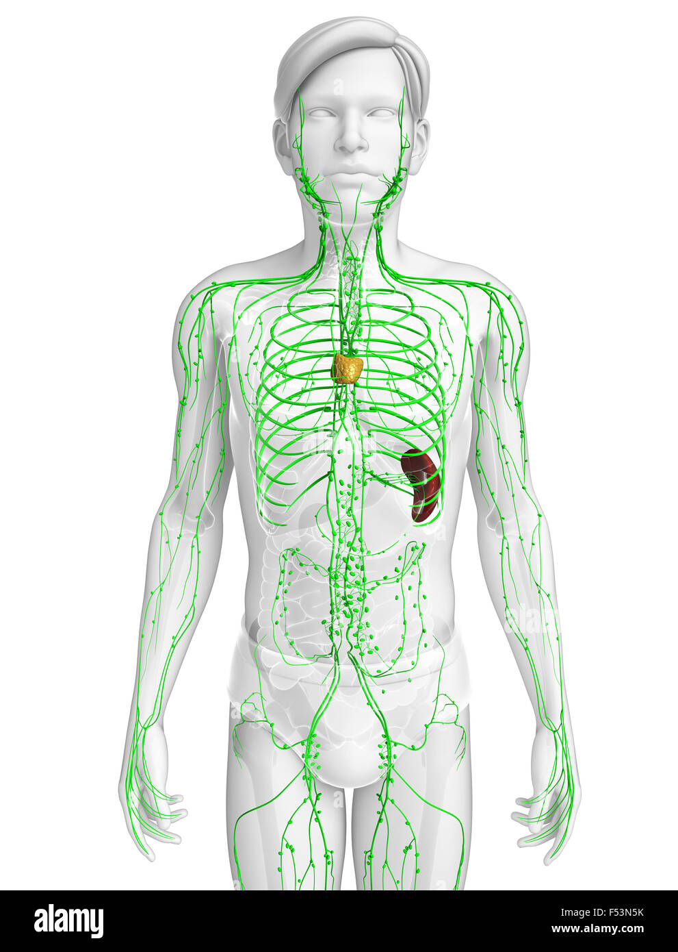 Illustration of male body lymphatic system Stock Photo - Alamy
