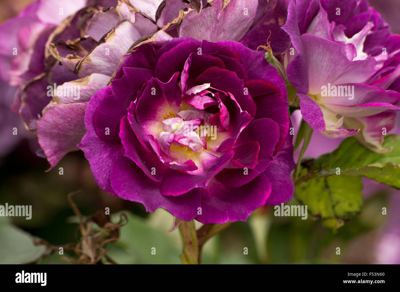 The Castle Howard Rose Stock Photo - Alamy