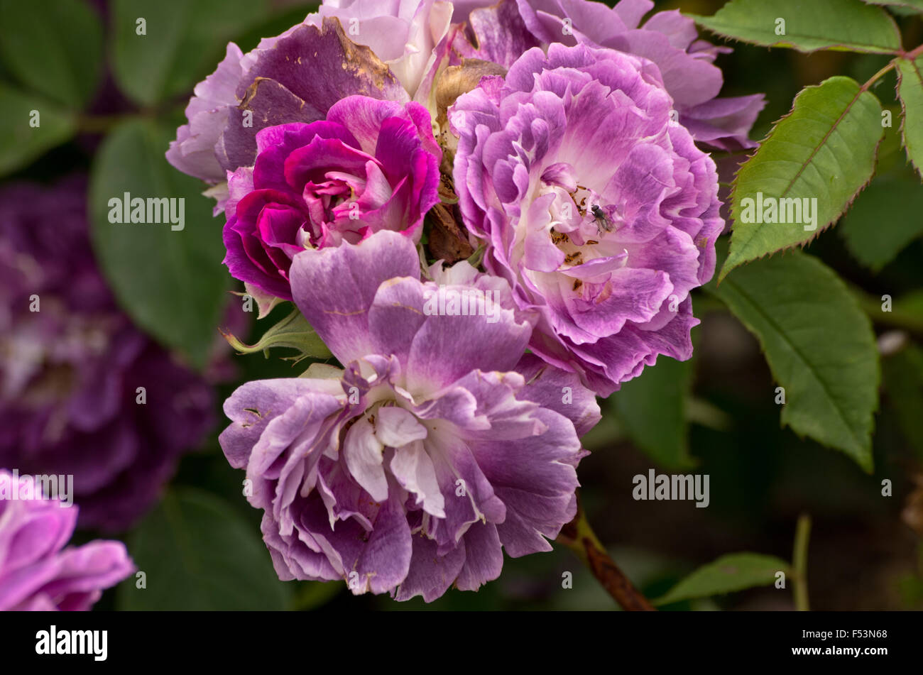 The Castle Howard Rose Stock Photo - Alamy