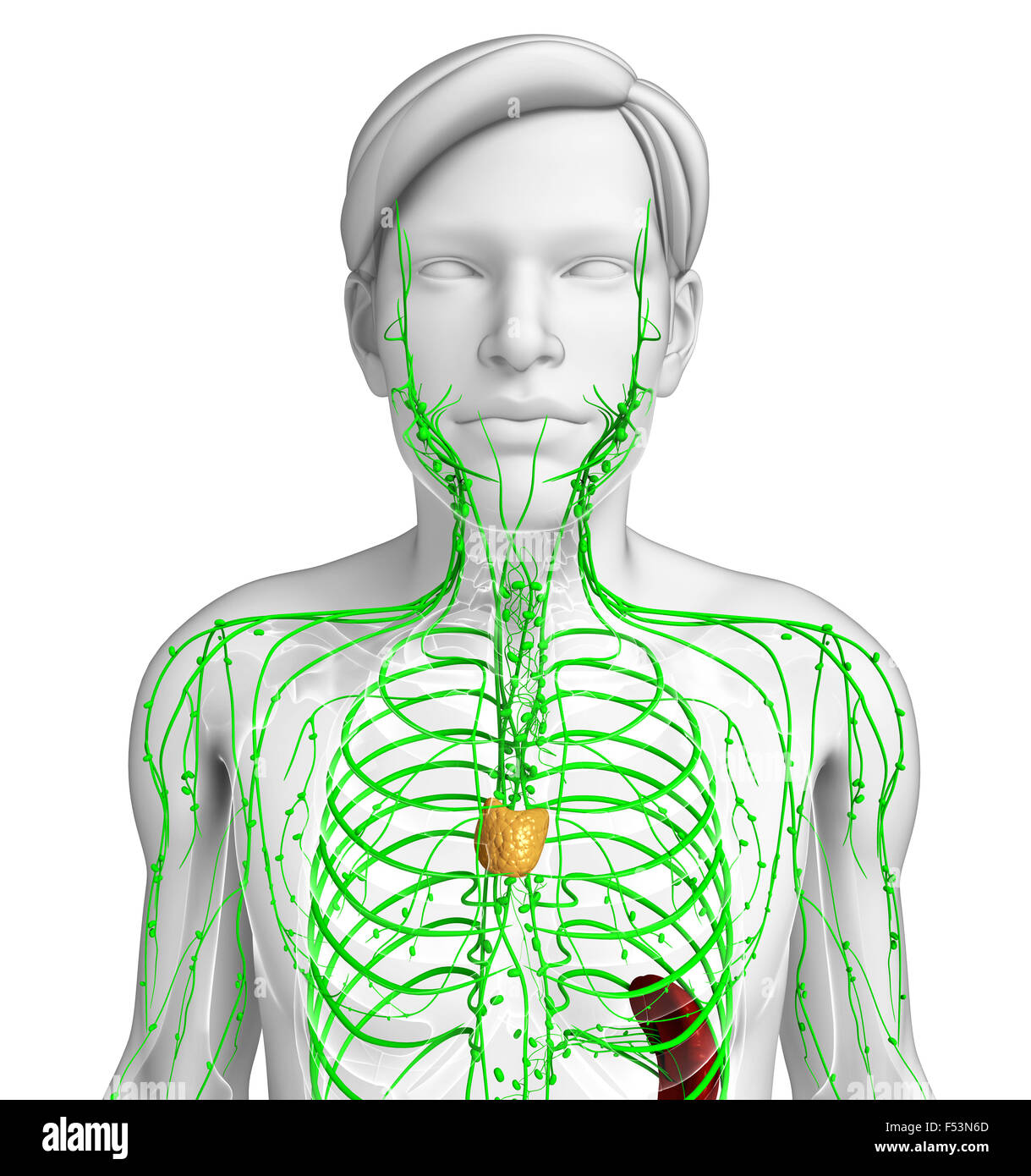 Illustration of male body lymphatic system Stock Photo - Alamy