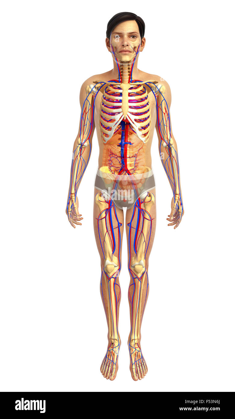 3d rendered illustration of human body anatomy Stock Photo - Alamy