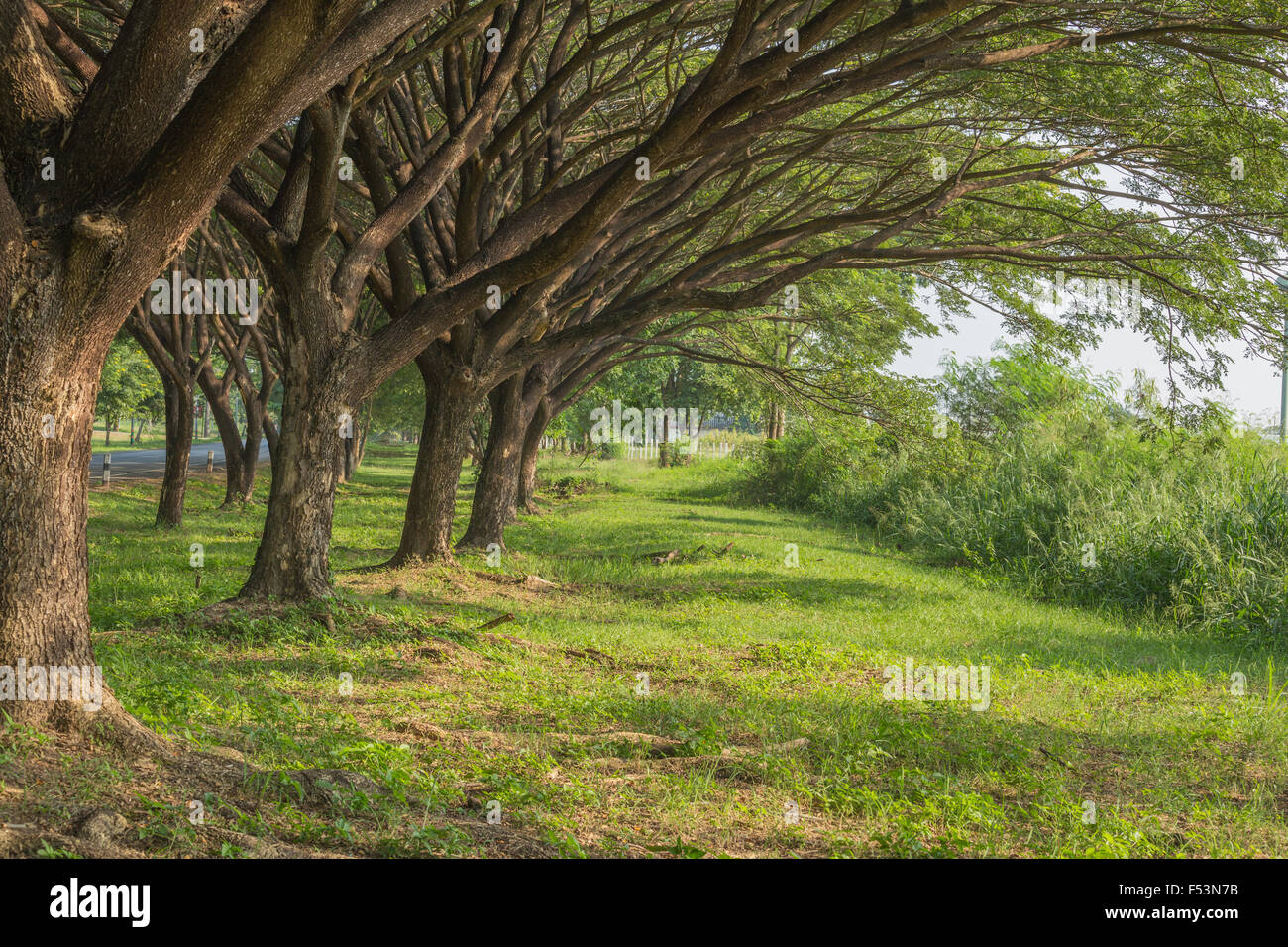 Photos Trees Rain Ambitious Rainforest Project Underway In Devon