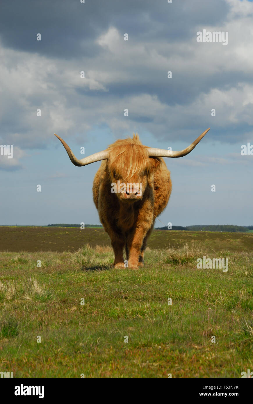 Highland cow grazing on open moorland Stock Photo - Alamy
