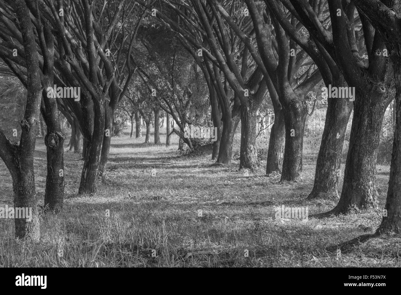 Path park grass tree rain hi-res stock photography and images - Alamy
