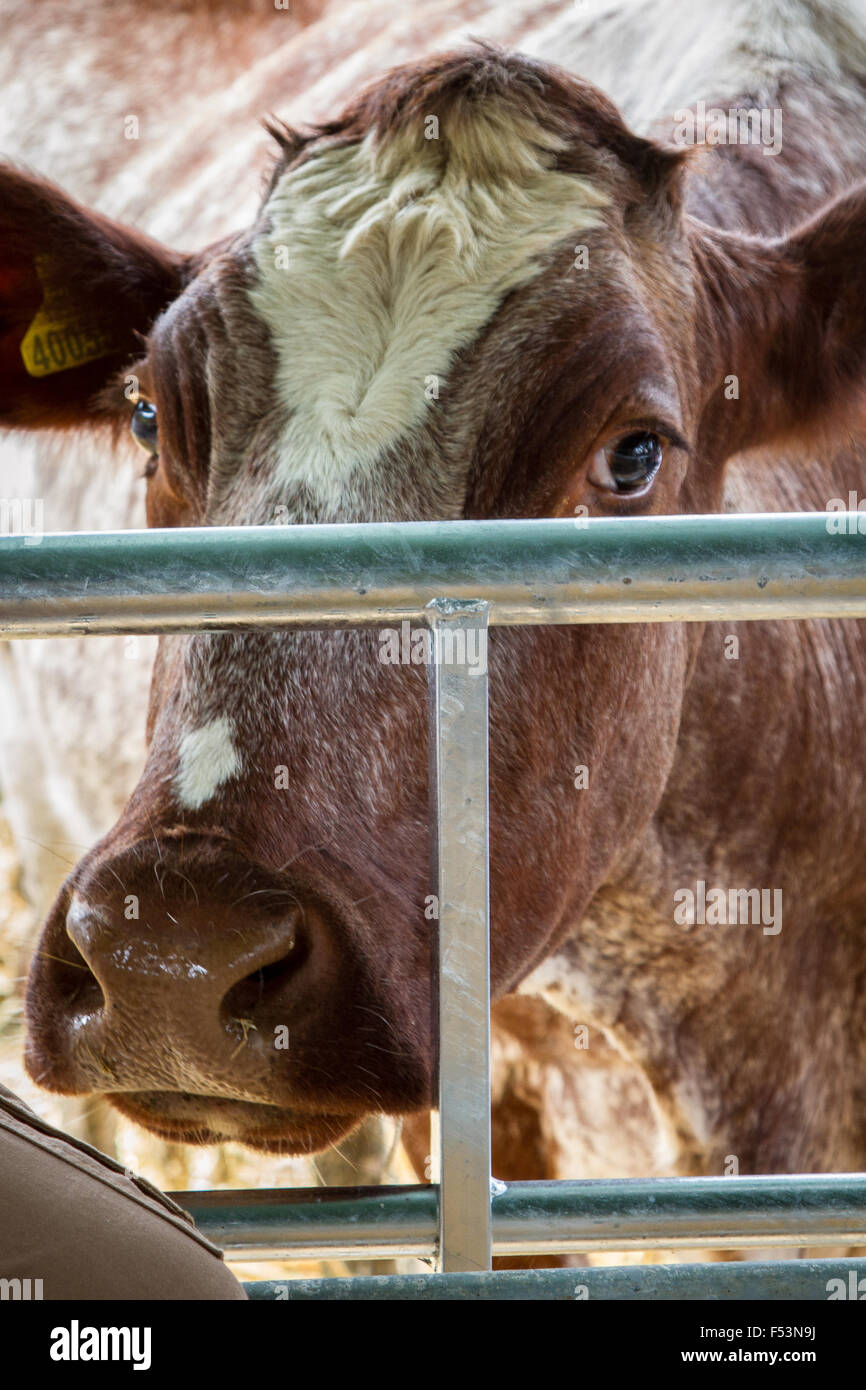 Cows eyelashes hi-res stock photography and images - Alamy