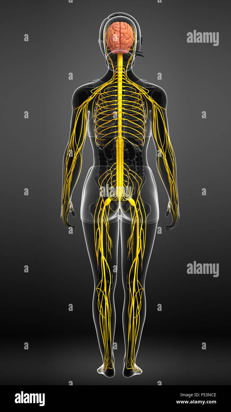 Illustration of Female nervous system artwork Stock Photo - Alamy