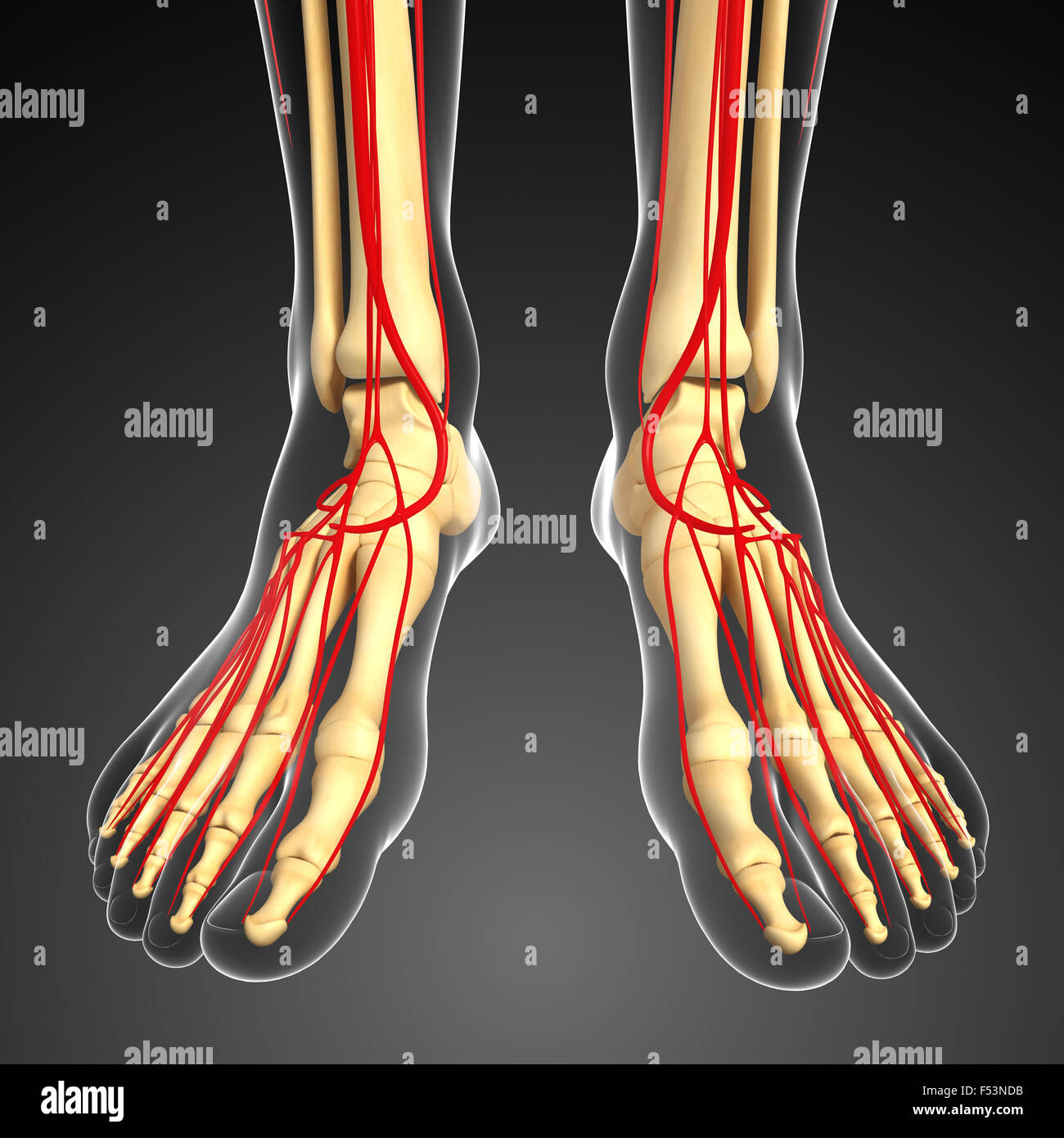 3d rendered illustration of human feet arterial system Stock Photo - Alamy