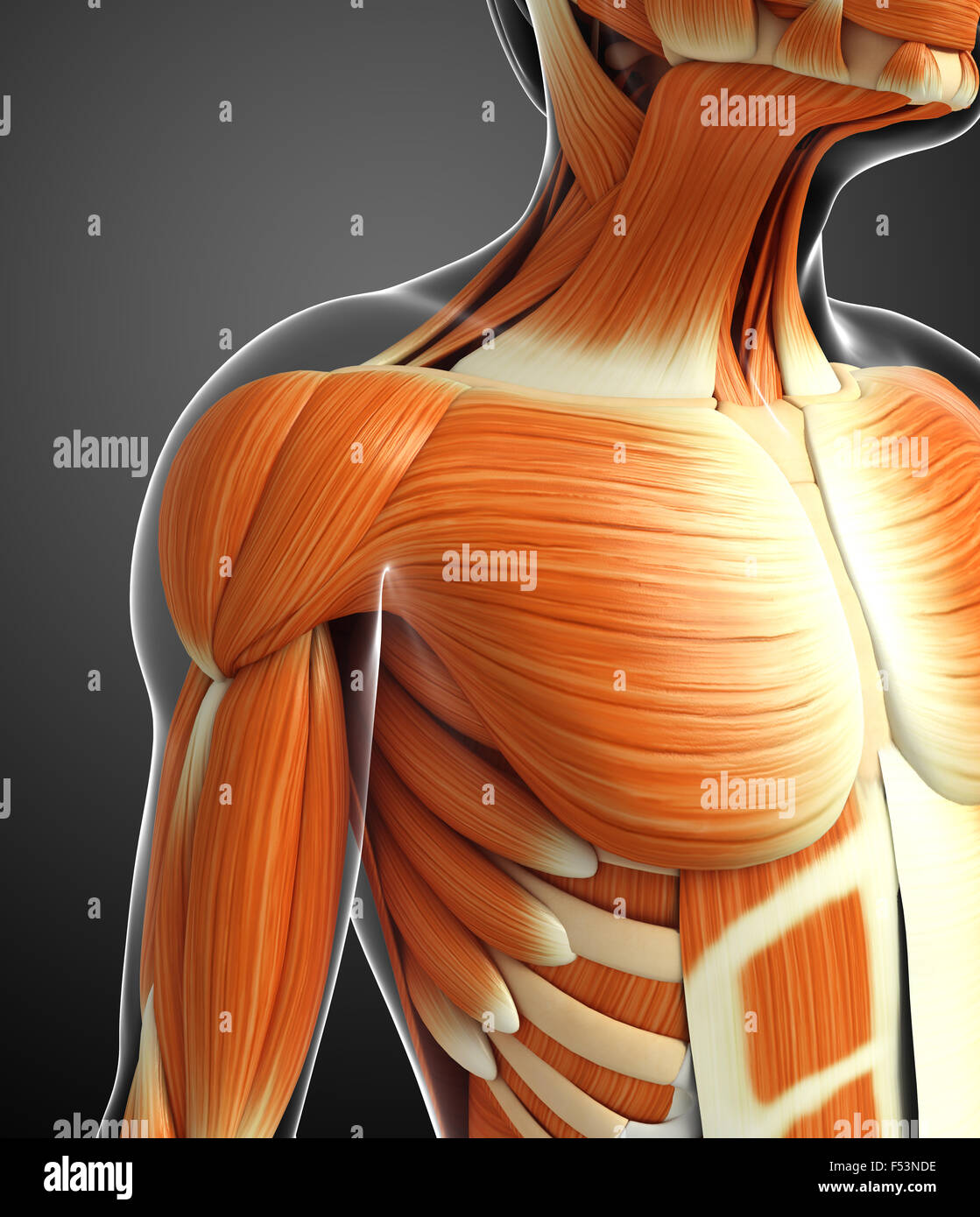3d rendered illustration of human body anatomy Stock Photo - Alamy