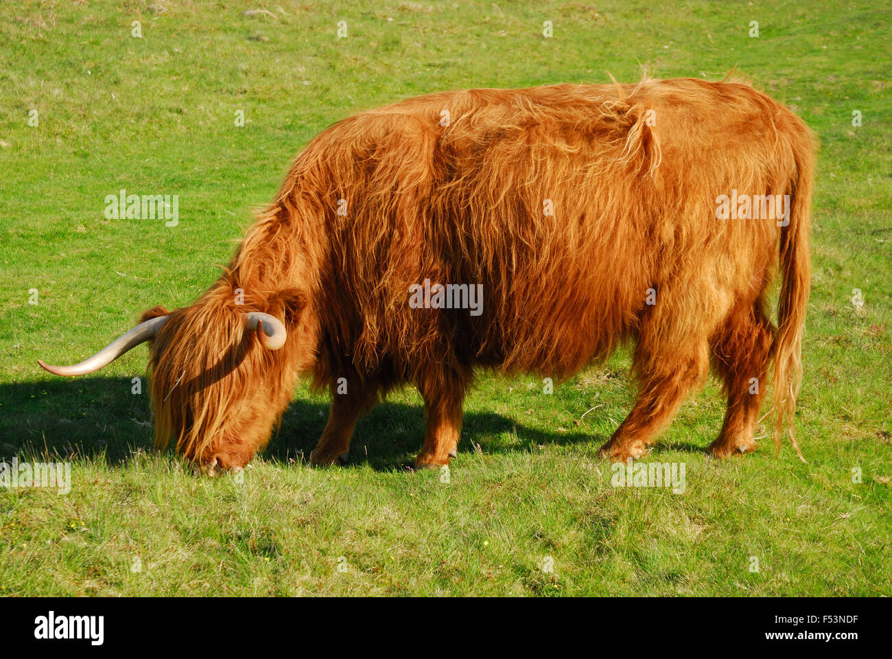 Highland cow grazing on open moorland Stock Photo - Alamy