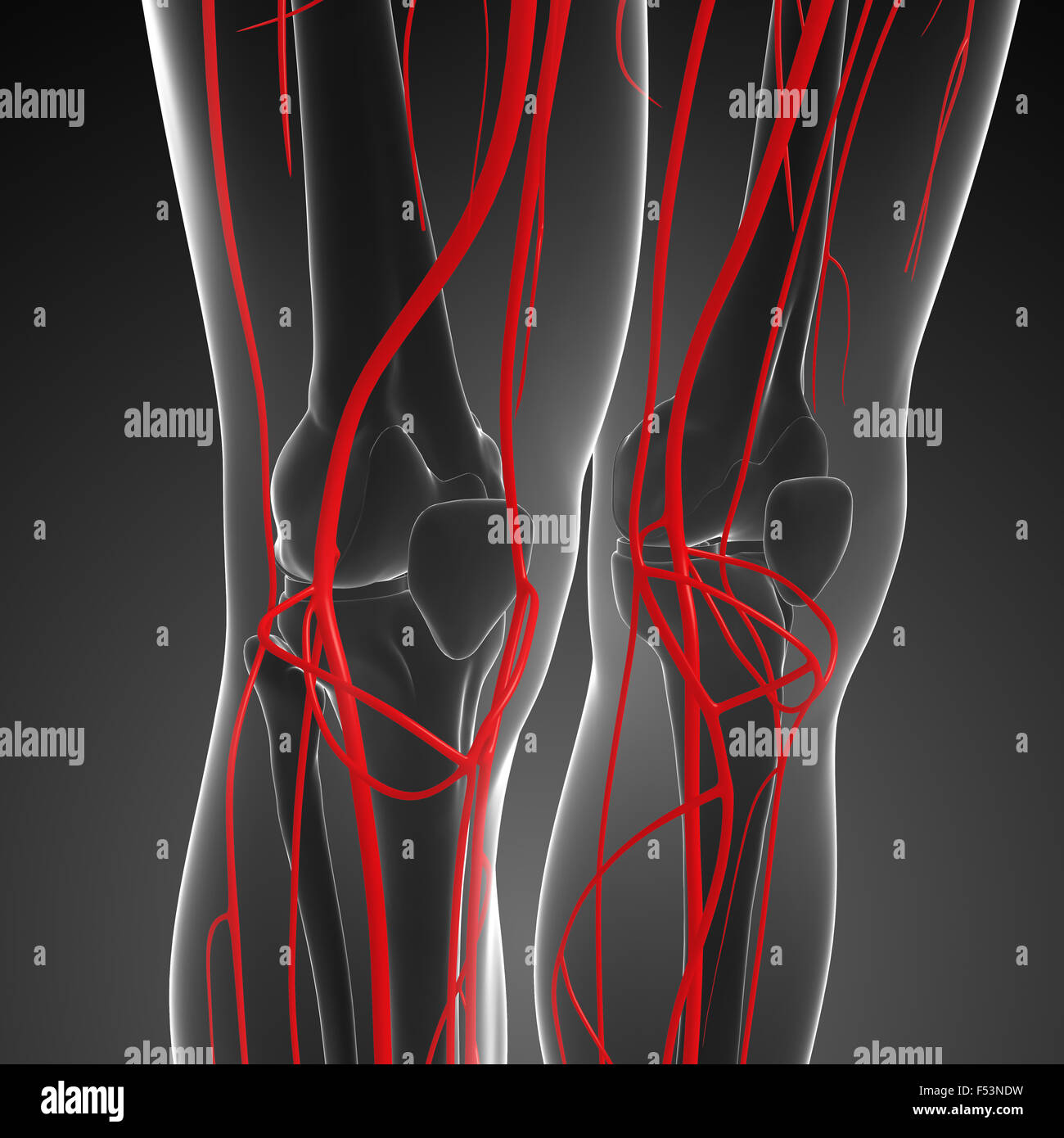 Human renal system hi-res stock photography and images - Alamy