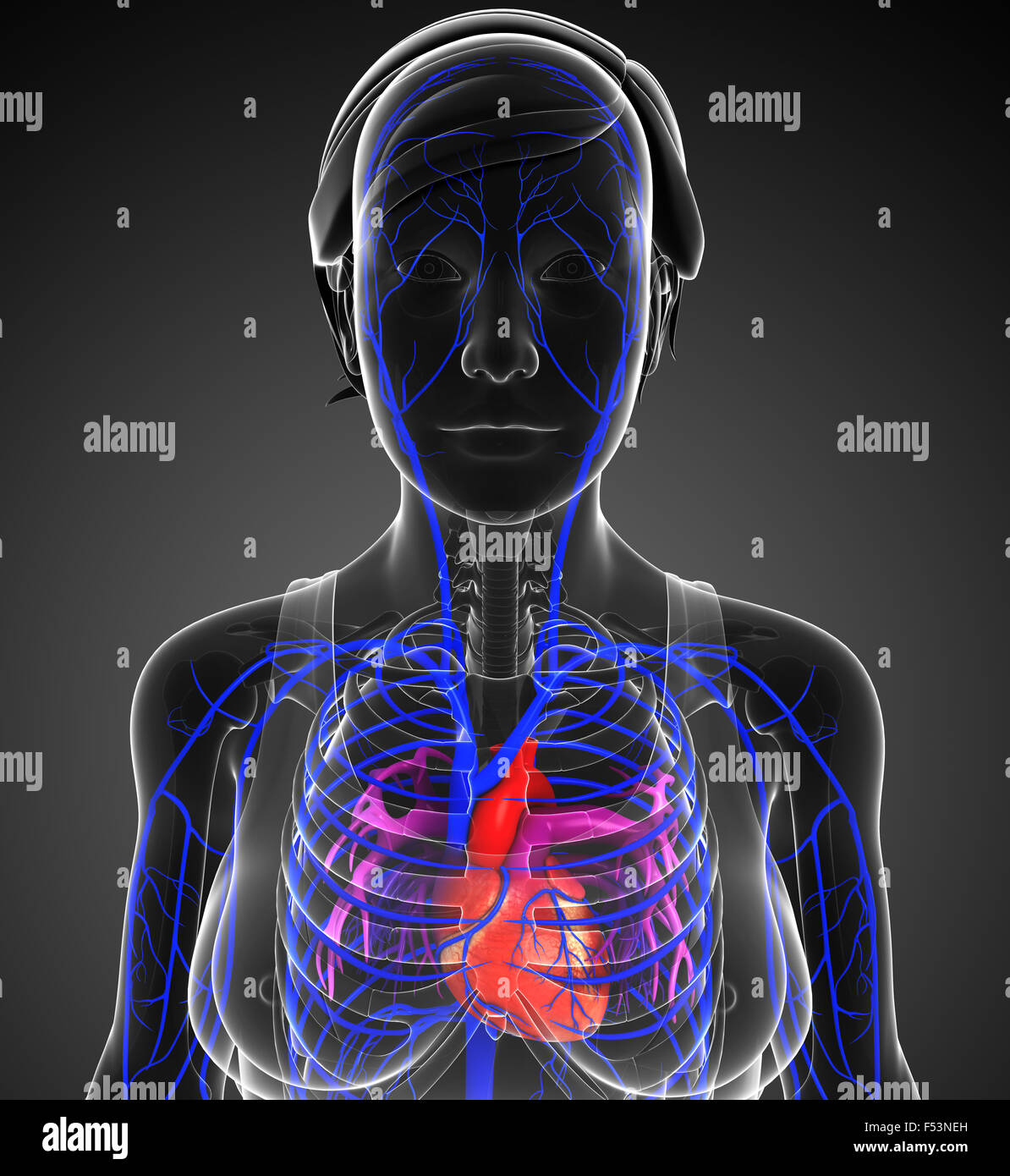 3d rendered illustration of human body anatomy Stock Photo - Alamy