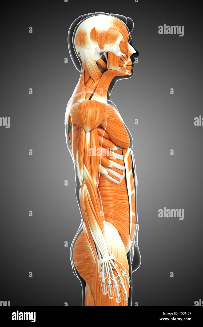 3d rendered illustration of human body anatomy Stock Photo - Alamy