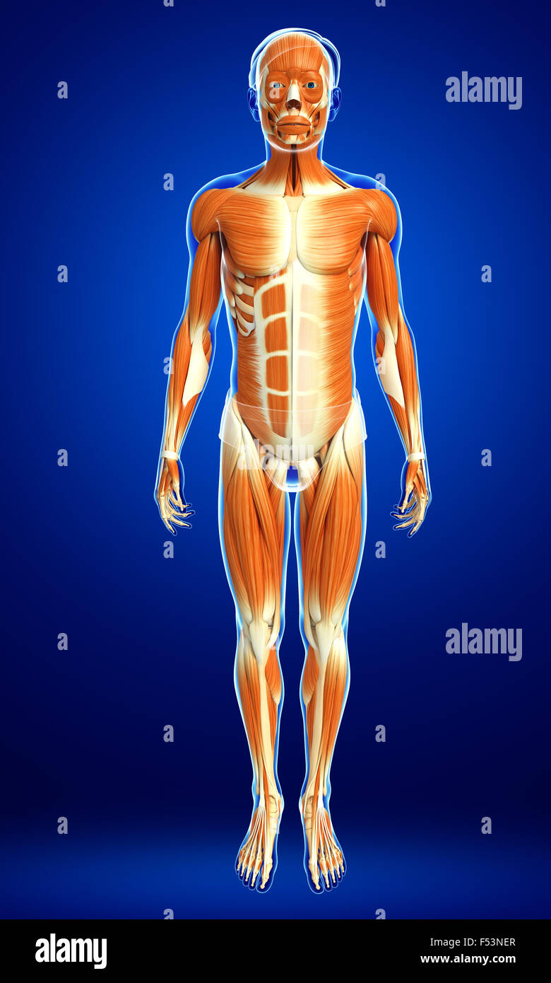 3d rendered illustration of human body anatomy Stock Photo - Alamy
