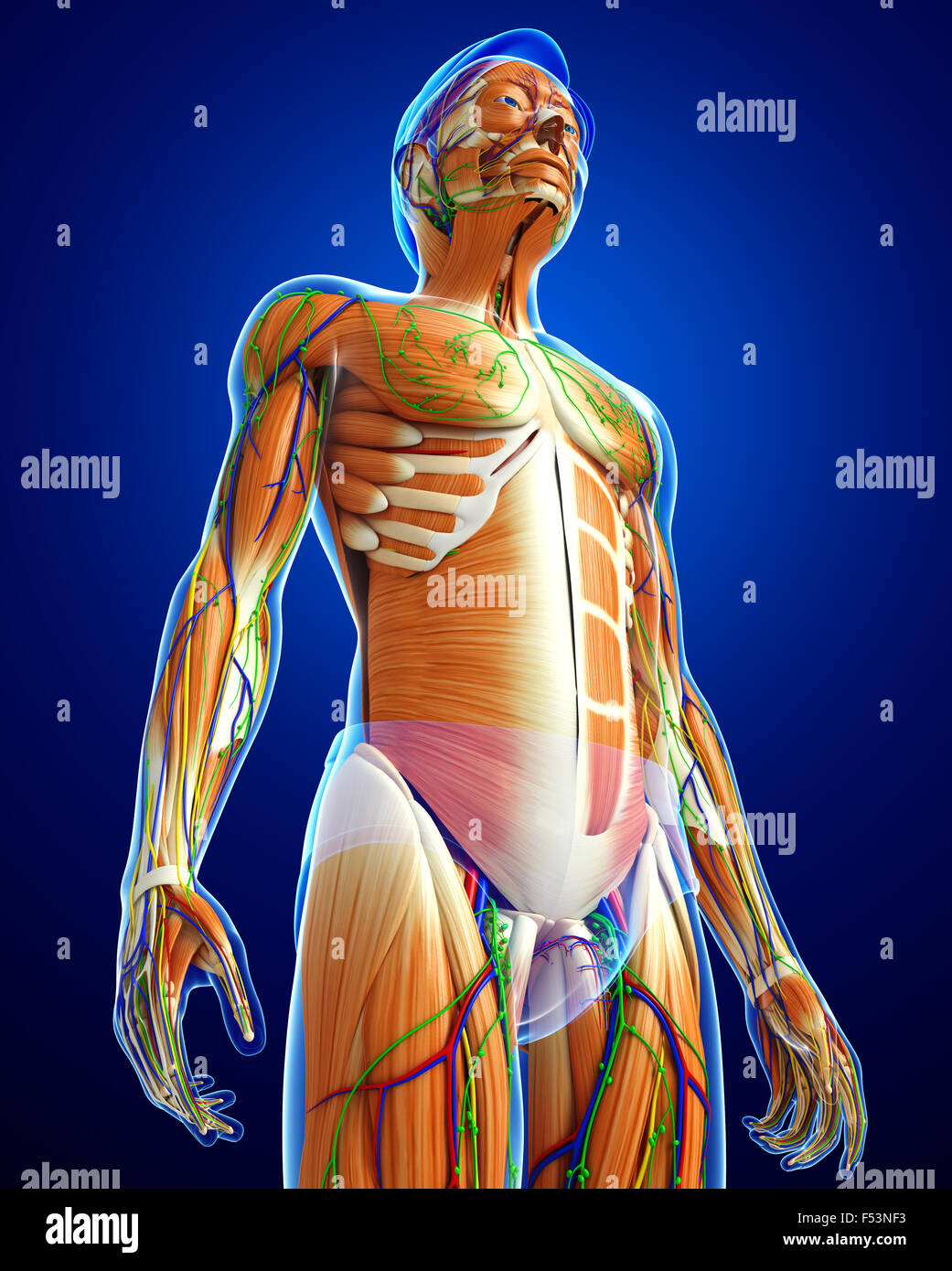 3d rendered illustration of human body anatomy Stock Photo - Alamy