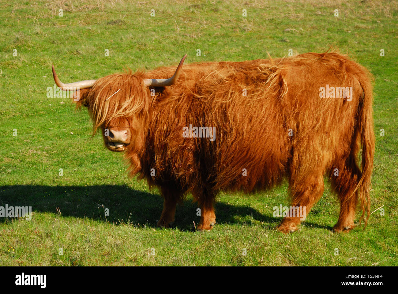Highland cow grazing on open moorland Stock Photo - Alamy