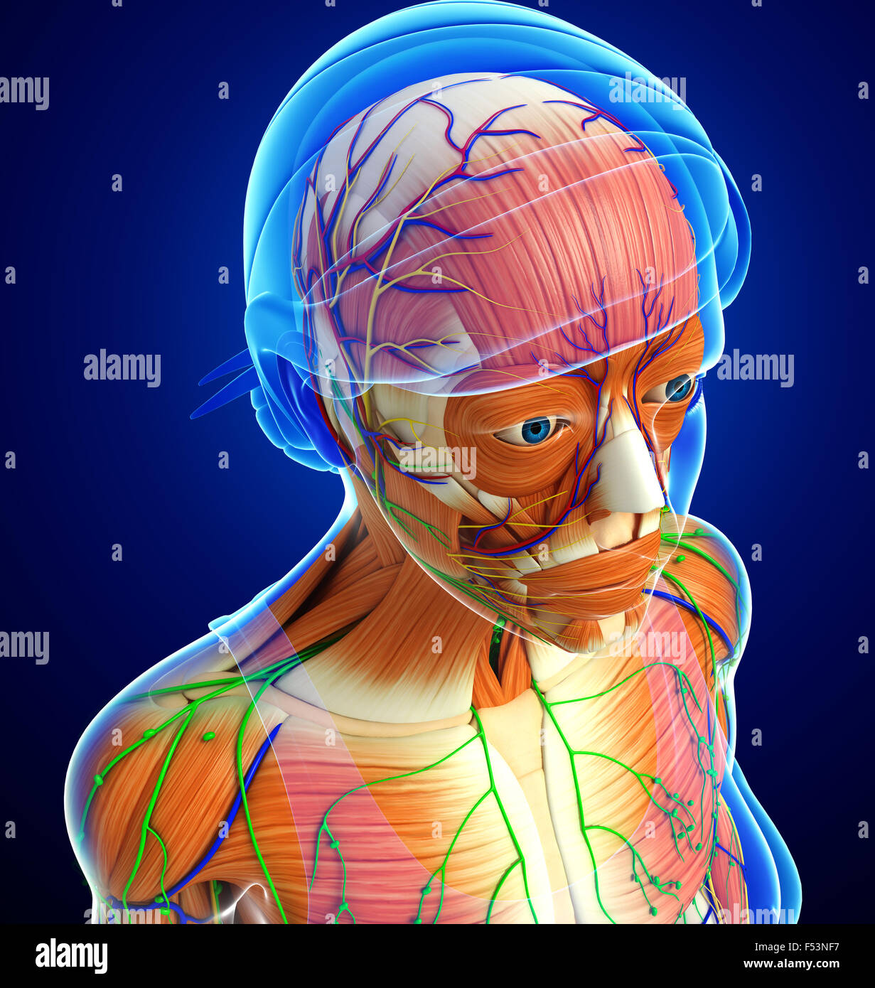 3d rendered illustration of human body anatomy Stock Photo - Alamy