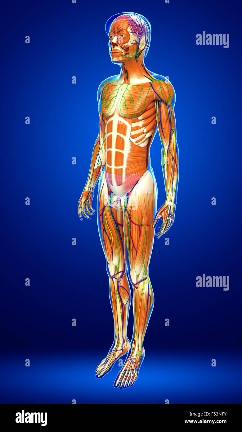 3d rendered illustration of human body anatomy Stock Photo - Alamy