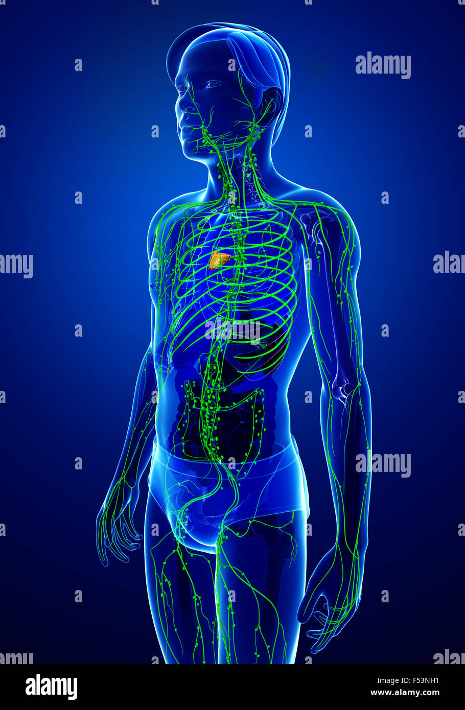 Illustration of male body lymphatic system Stock Photo - Alamy