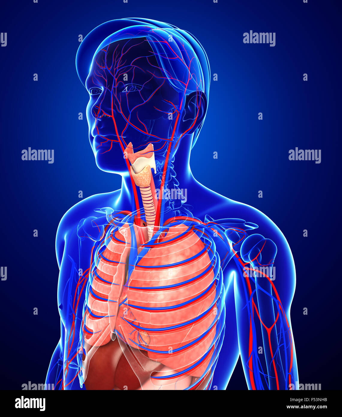 Illustration of male respiratory and circulatory system Stock Photo - Alamy