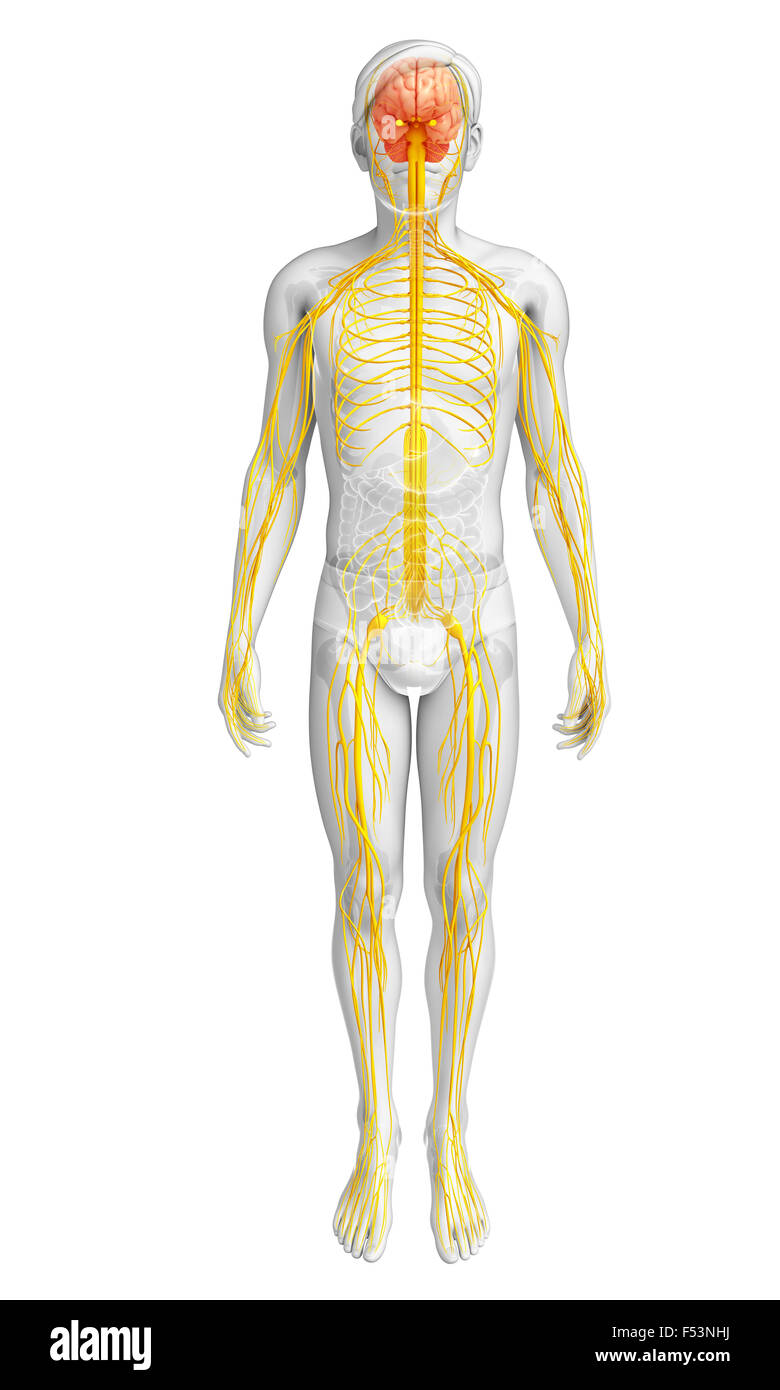Nervous system Cut Out Stock Images & Pictures - Alamy