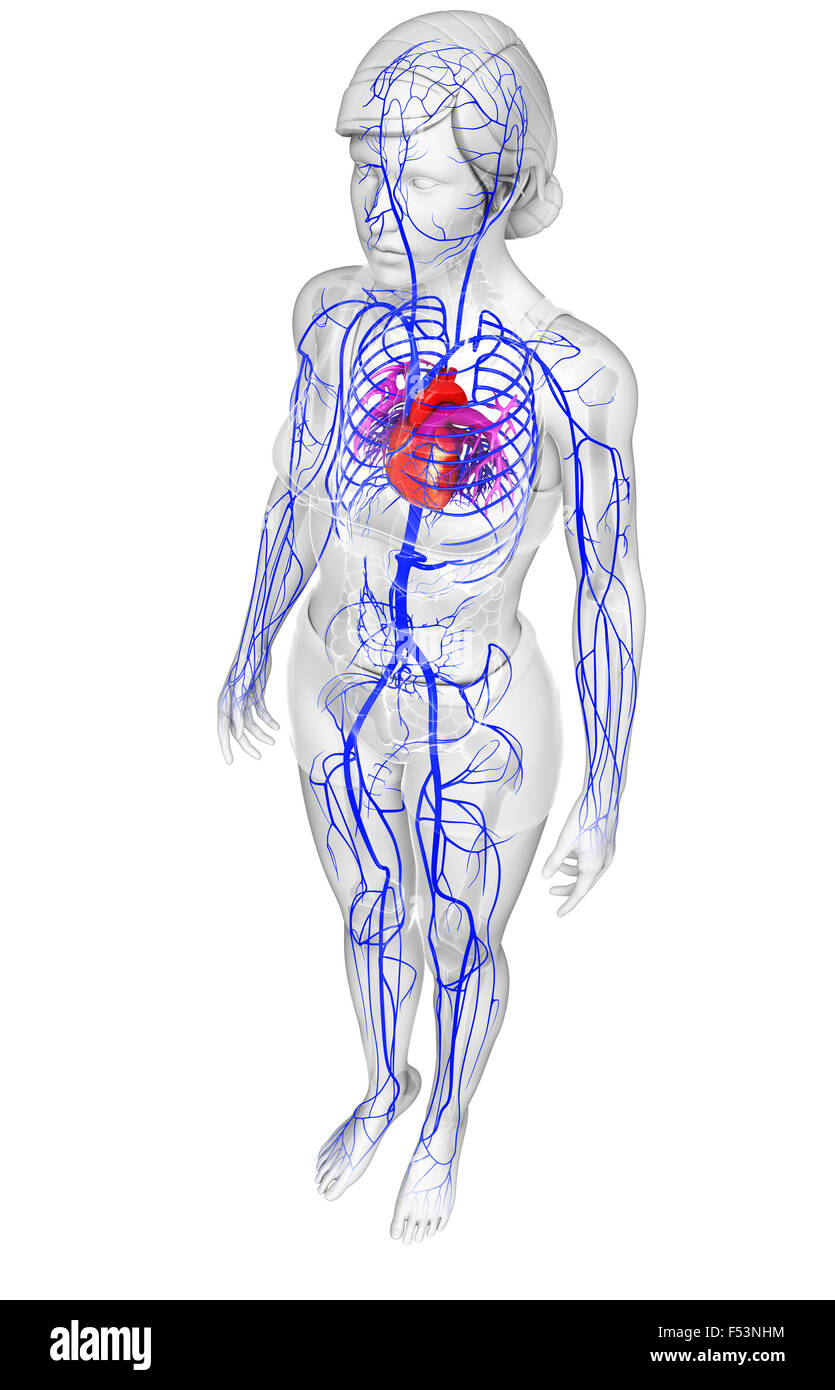 3d rendered illustration of human body anatomy Stock Photo - Alamy