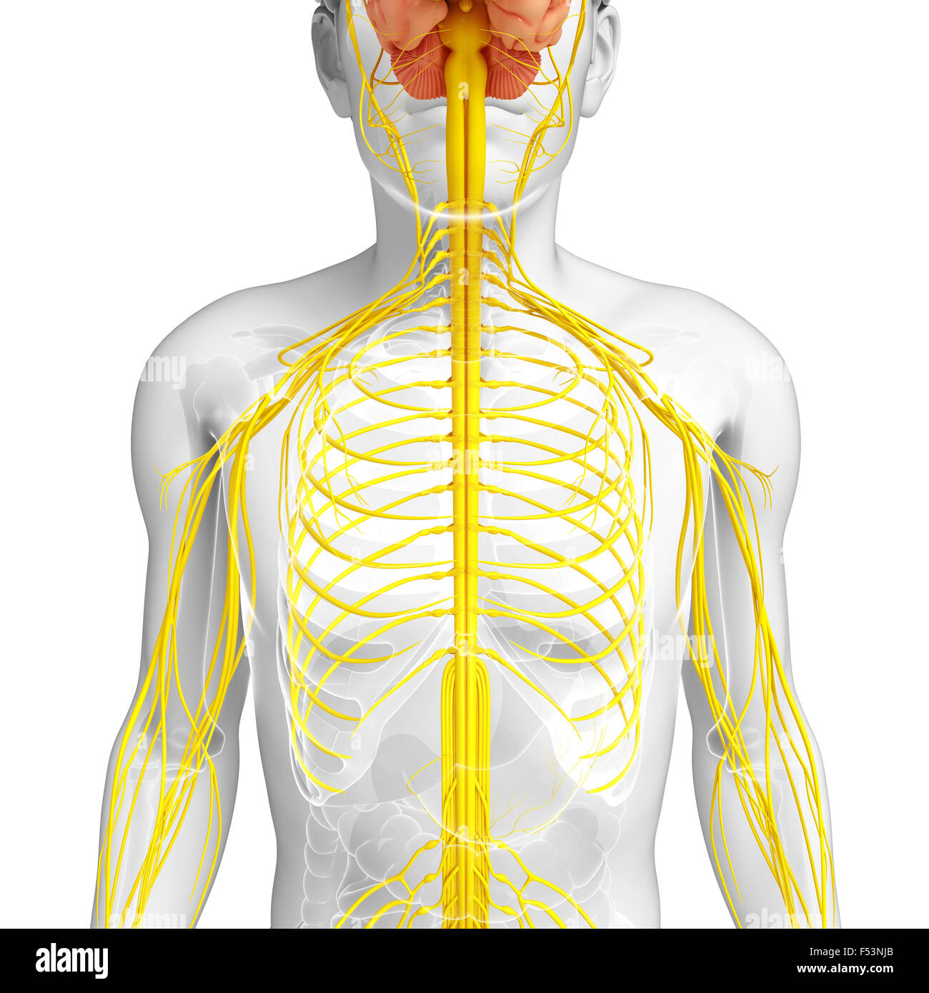 Illustration of Male nervous system artwork Stock Photo - Alamy