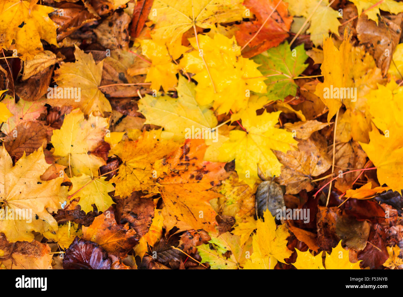 Golden brown hi-res stock photography and images - Alamy