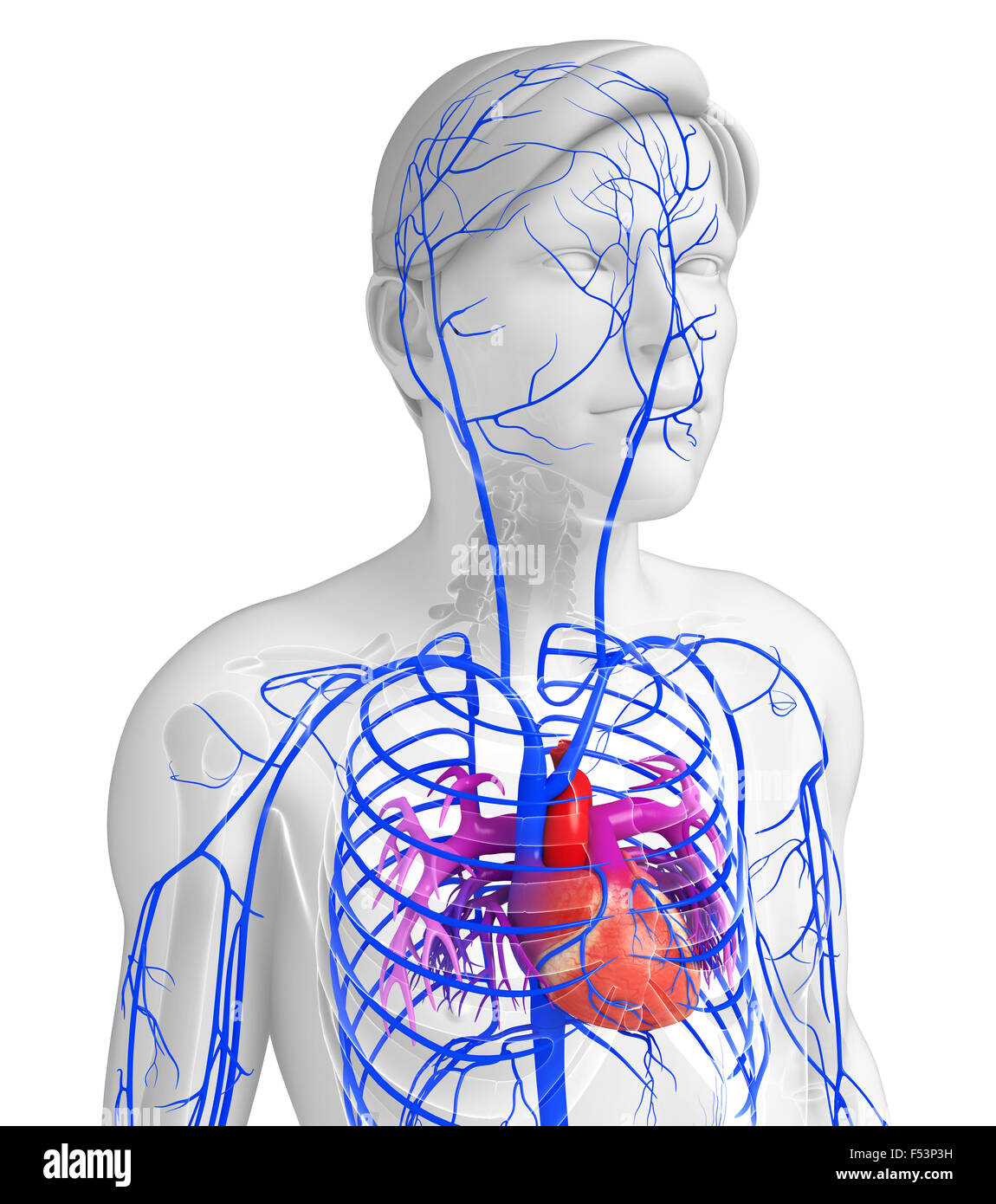 3d rendered illustration of human body anatomy Stock Photo - Alamy