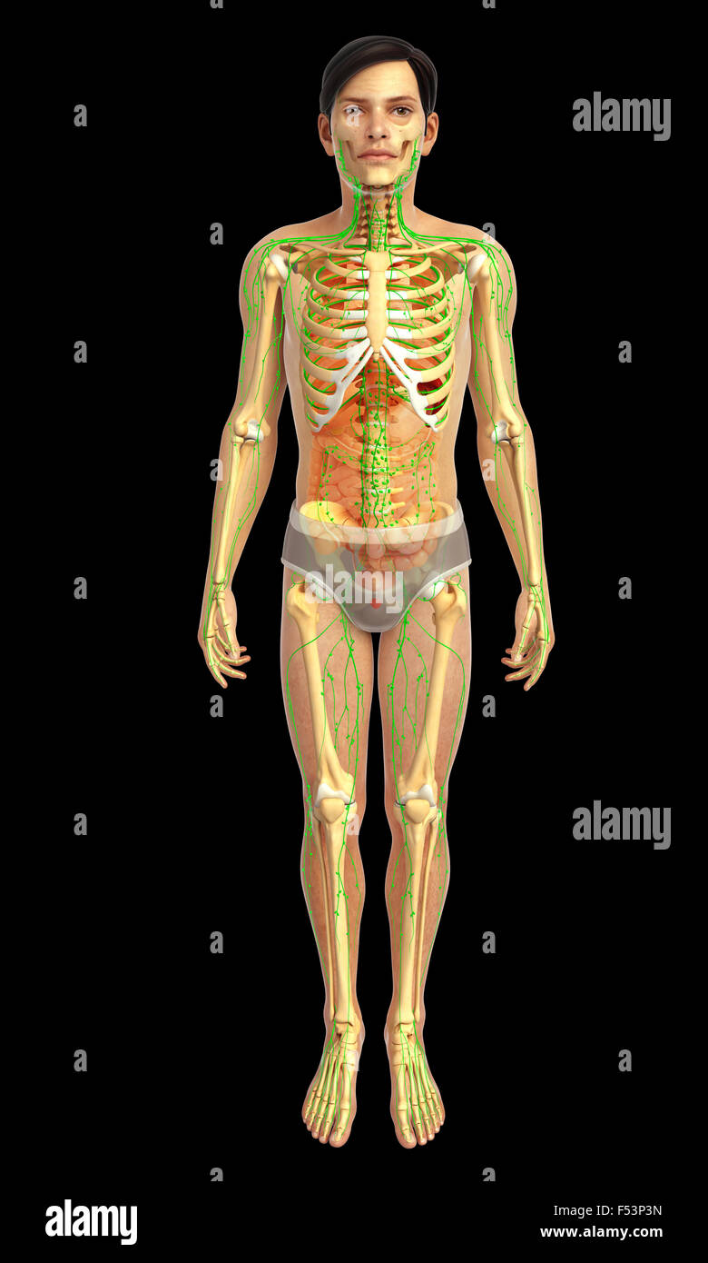 3d rendered illustration of human body anatomy Stock Photo - Alamy