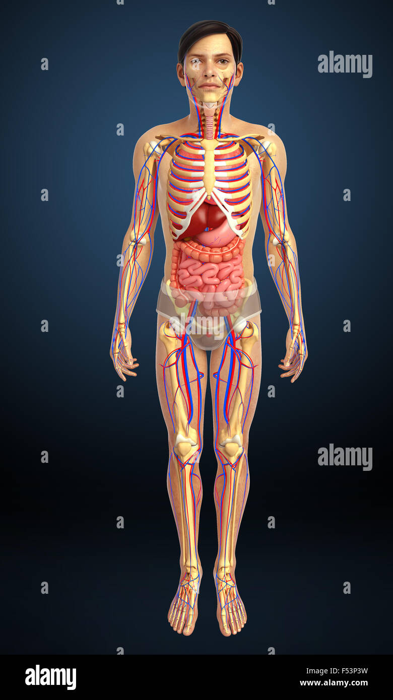 3d rendered illustration of human body anatomy Stock Photo - Alamy