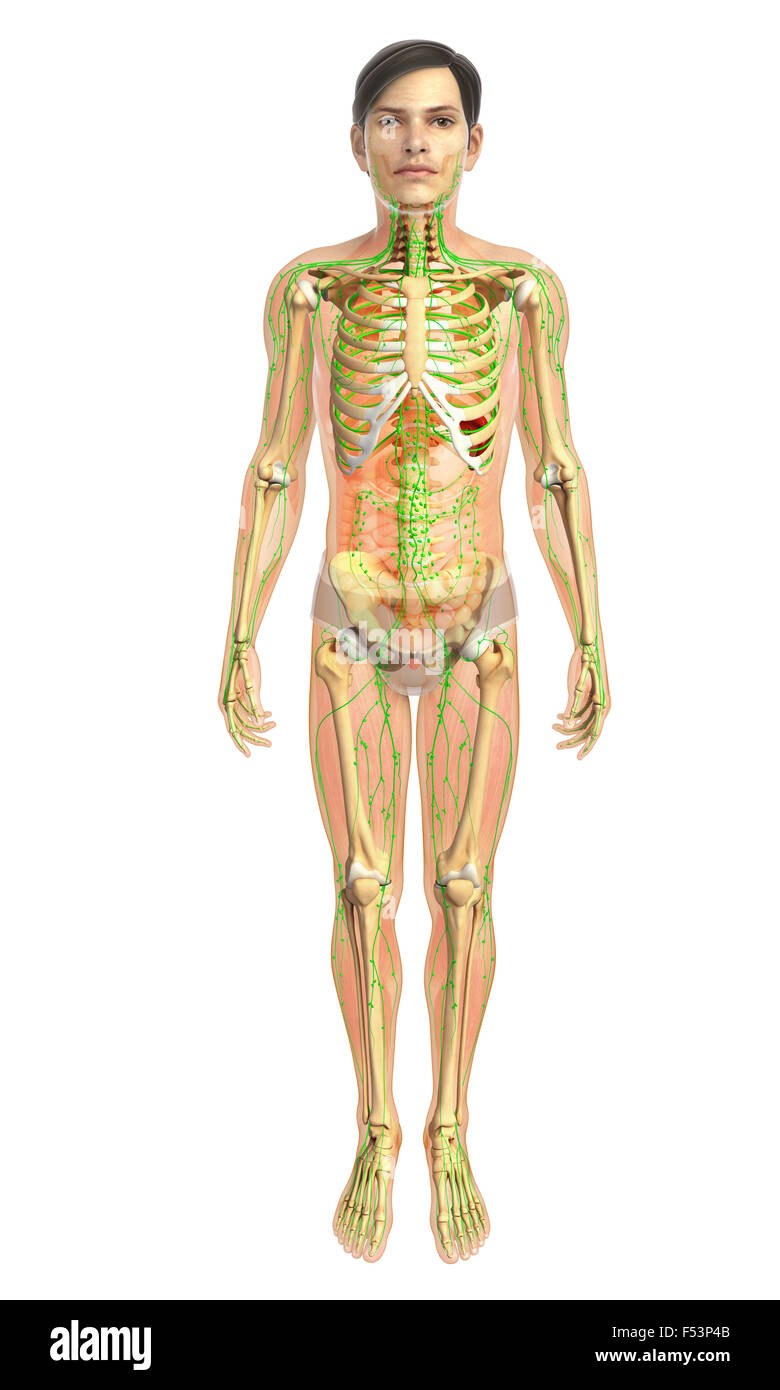 3d rendered illustration of human body anatomy Stock Photo - Alamy