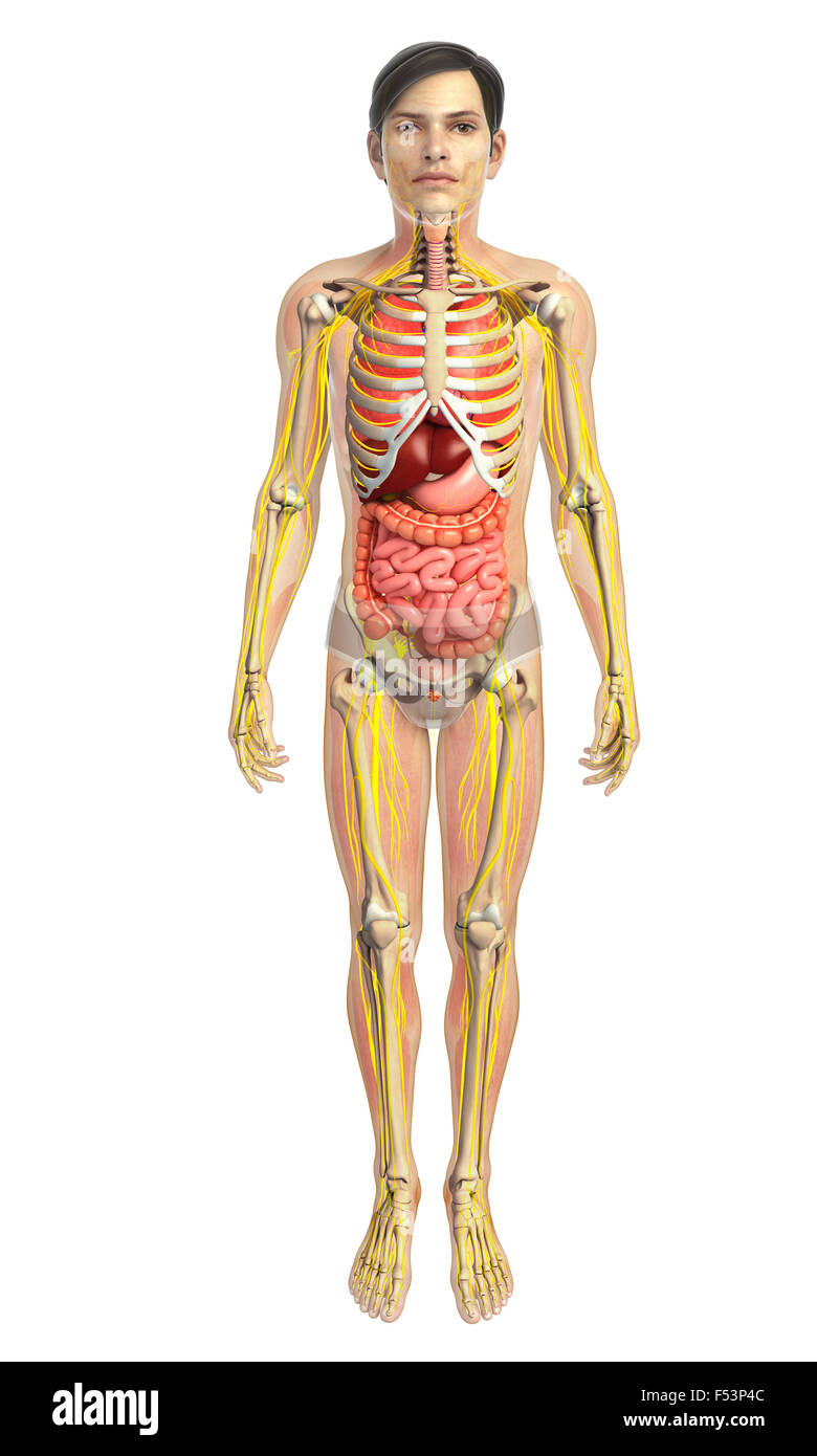 3d rendered illustration of human body anatomy Stock Photo - Alamy