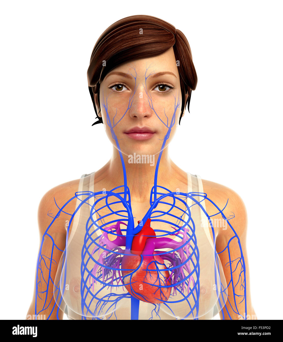3d rendered illustration of human body anatomy Stock Photo - Alamy