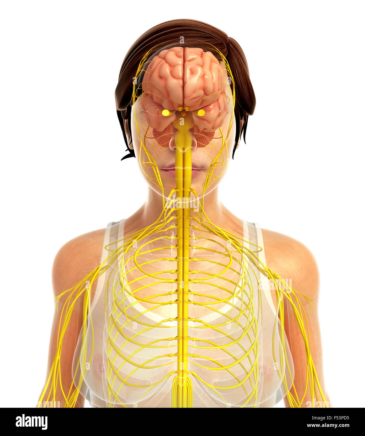 3d rendered illustration of human body anatomy Stock Photo - Alamy