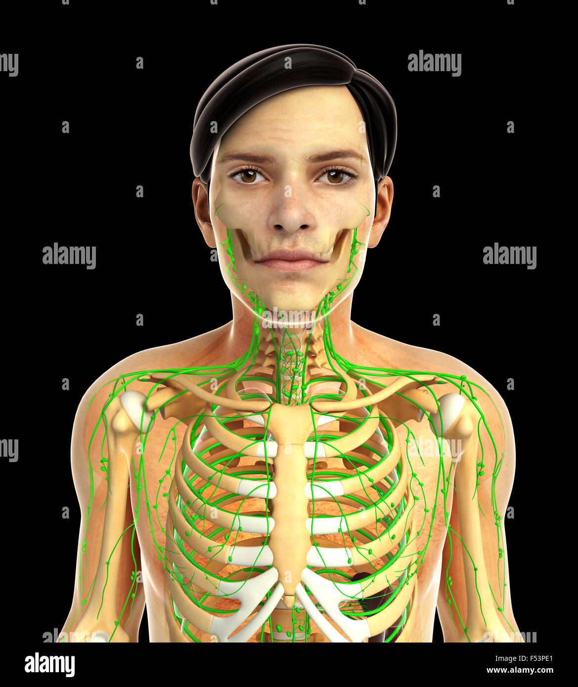 3d rendered illustration of human body Stock Photo - Alamy