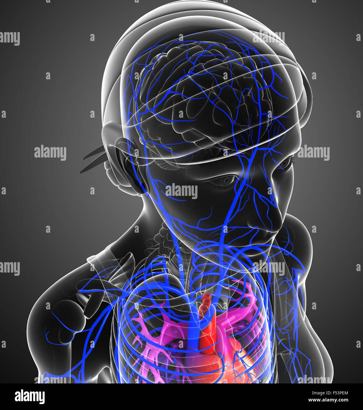 3d rendered illustration of human body Stock Photo - Alamy
