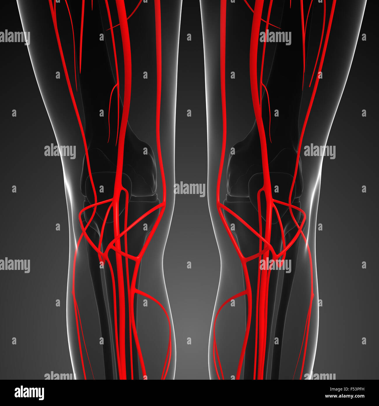 3d rendered illustration of human arterial system Stock Photo - Alamy