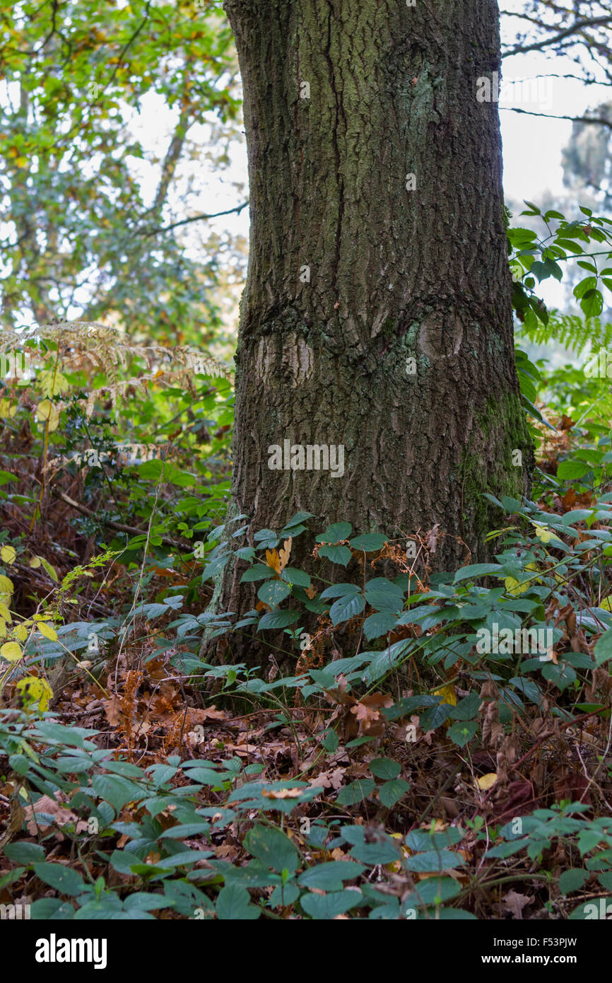 Scary eyes trees hi-res stock photography and images - Alamy