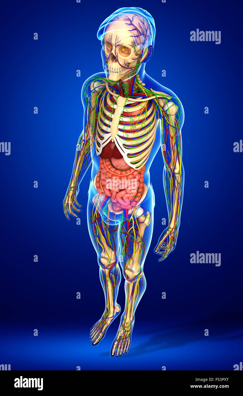 illustration of Lymphatic, skeletal, nervous and circulatory system of ...