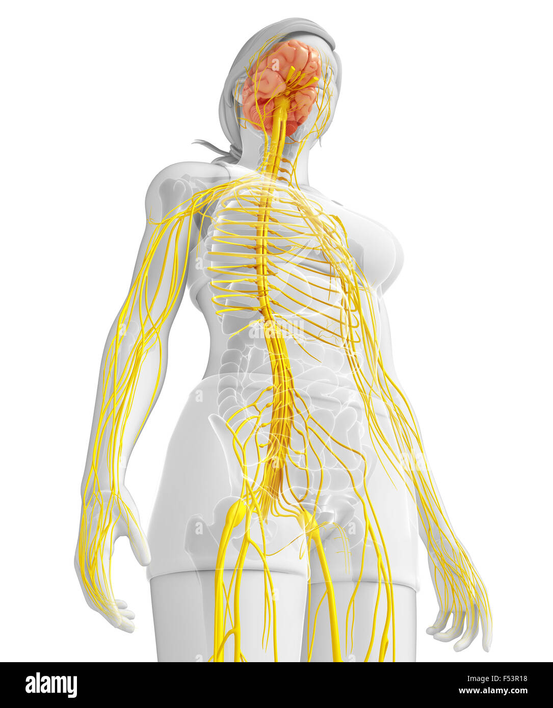 Illustration of Female nervous system artwork Stock Photo - Alamy