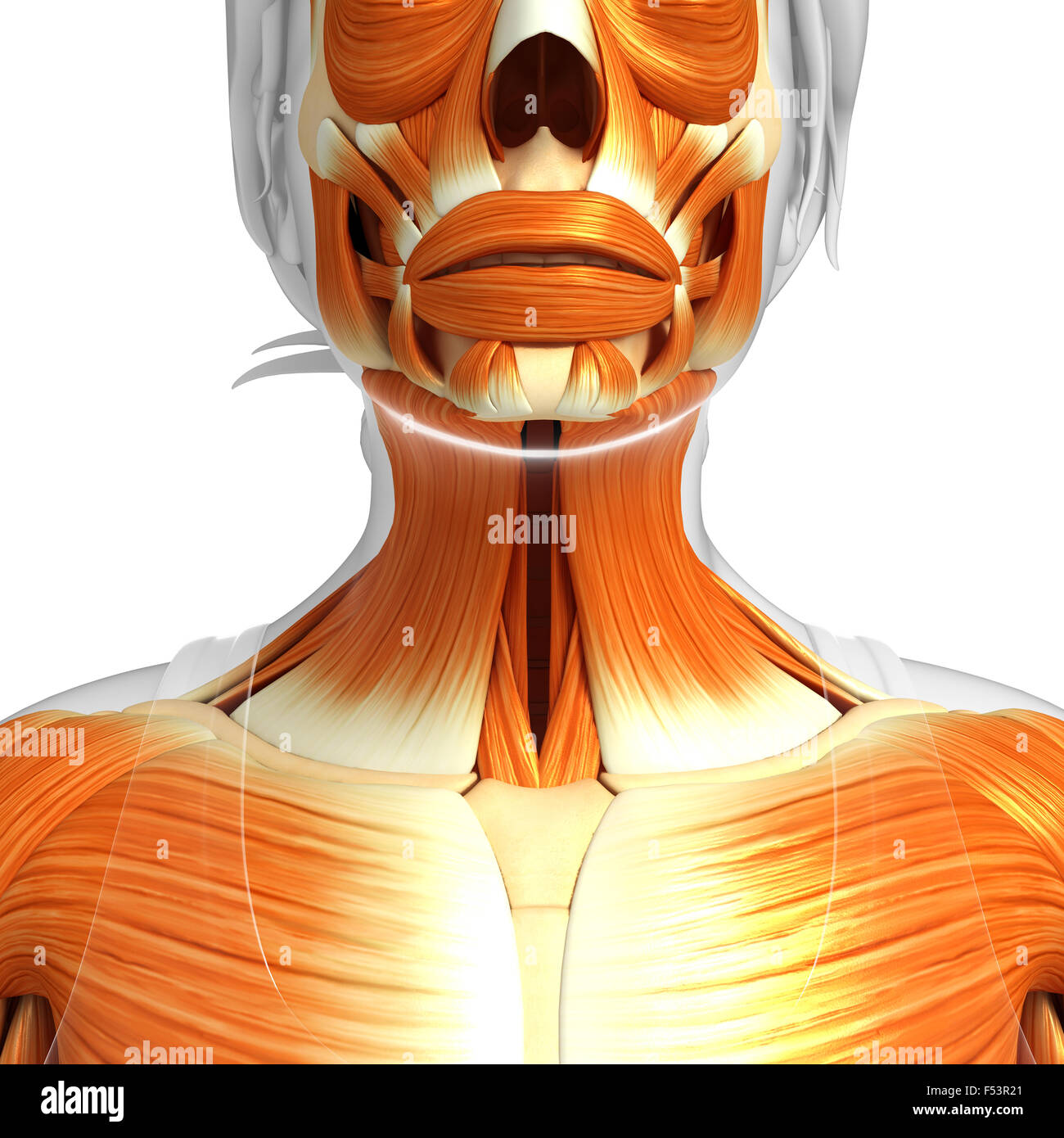 3d rendered illustration of human body Stock Photo - Alamy