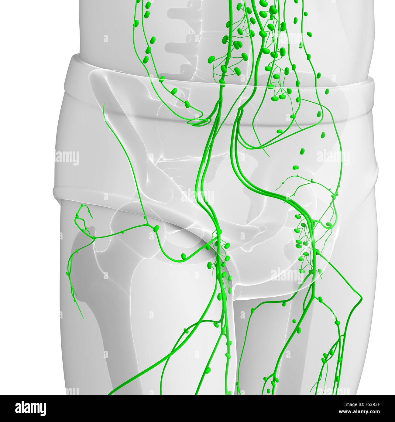 Illustration of male body lymphatic system Stock Photo - Alamy