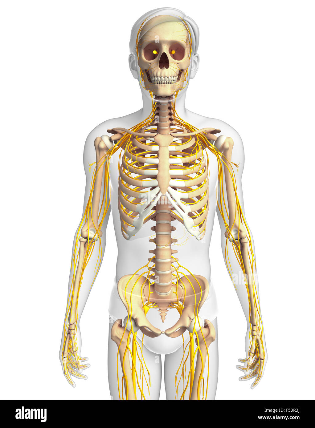 Illustration of male skeleton with nervous system Stock Photo - Alamy