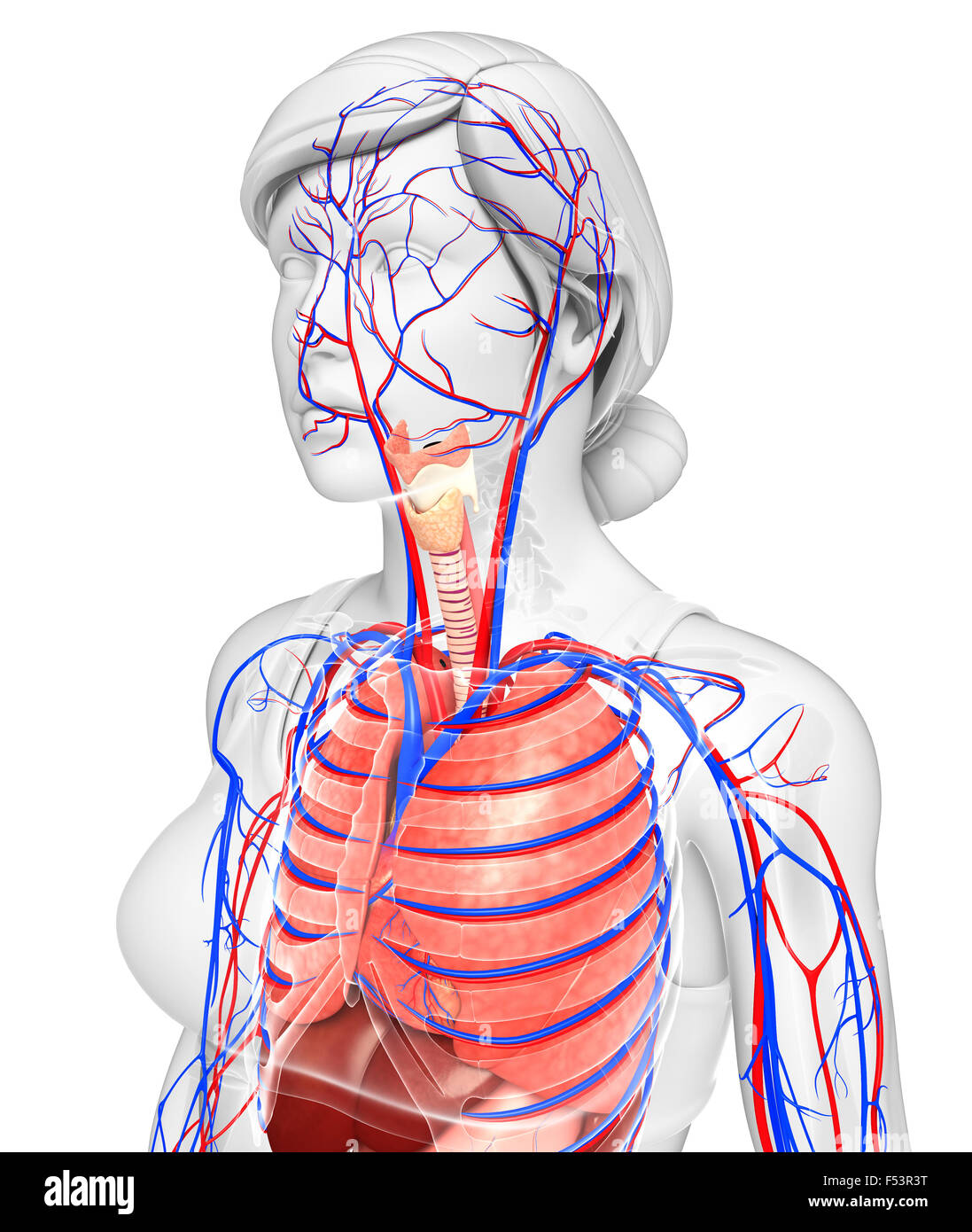 Female Respiratory System Lungs With Circulatory System